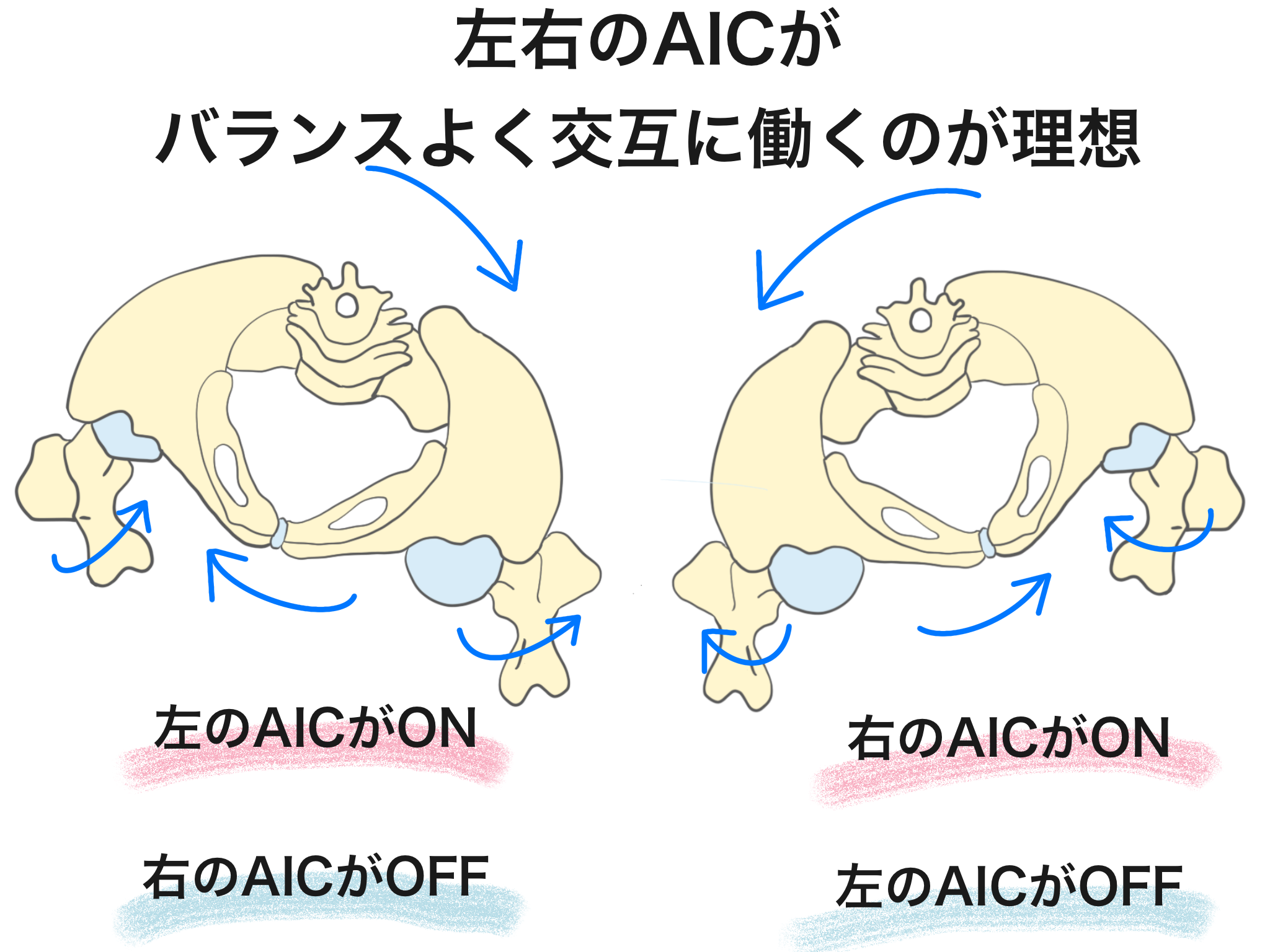 骨盤のゆがみ PRIのレフトAICパターンとは【金沢市アルコット接骨院のパーソナルトレーニングコラムvol.037】